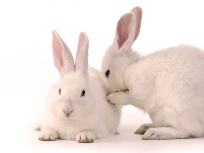 Besplatne Pozadine za Desktop: Bijeli zečevi