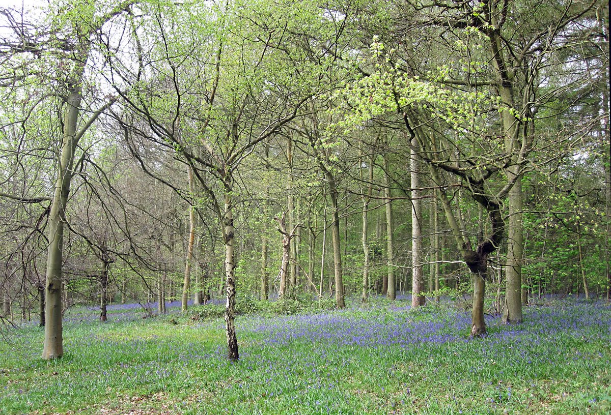 Spring at High Elms | Naturally