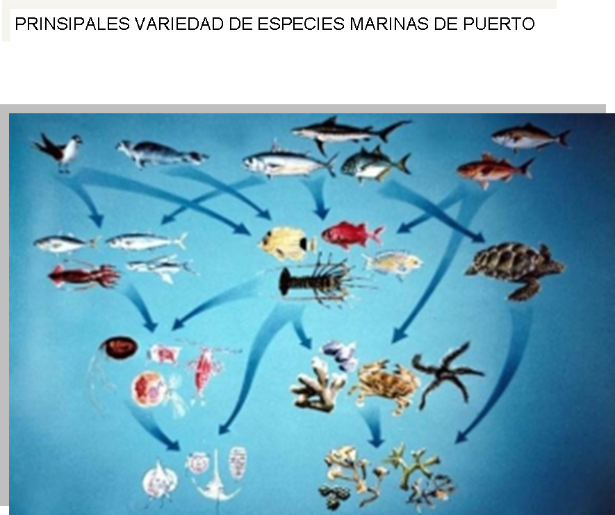 EL MUNDO DE PUERTO RICO: ECOSISTEMA