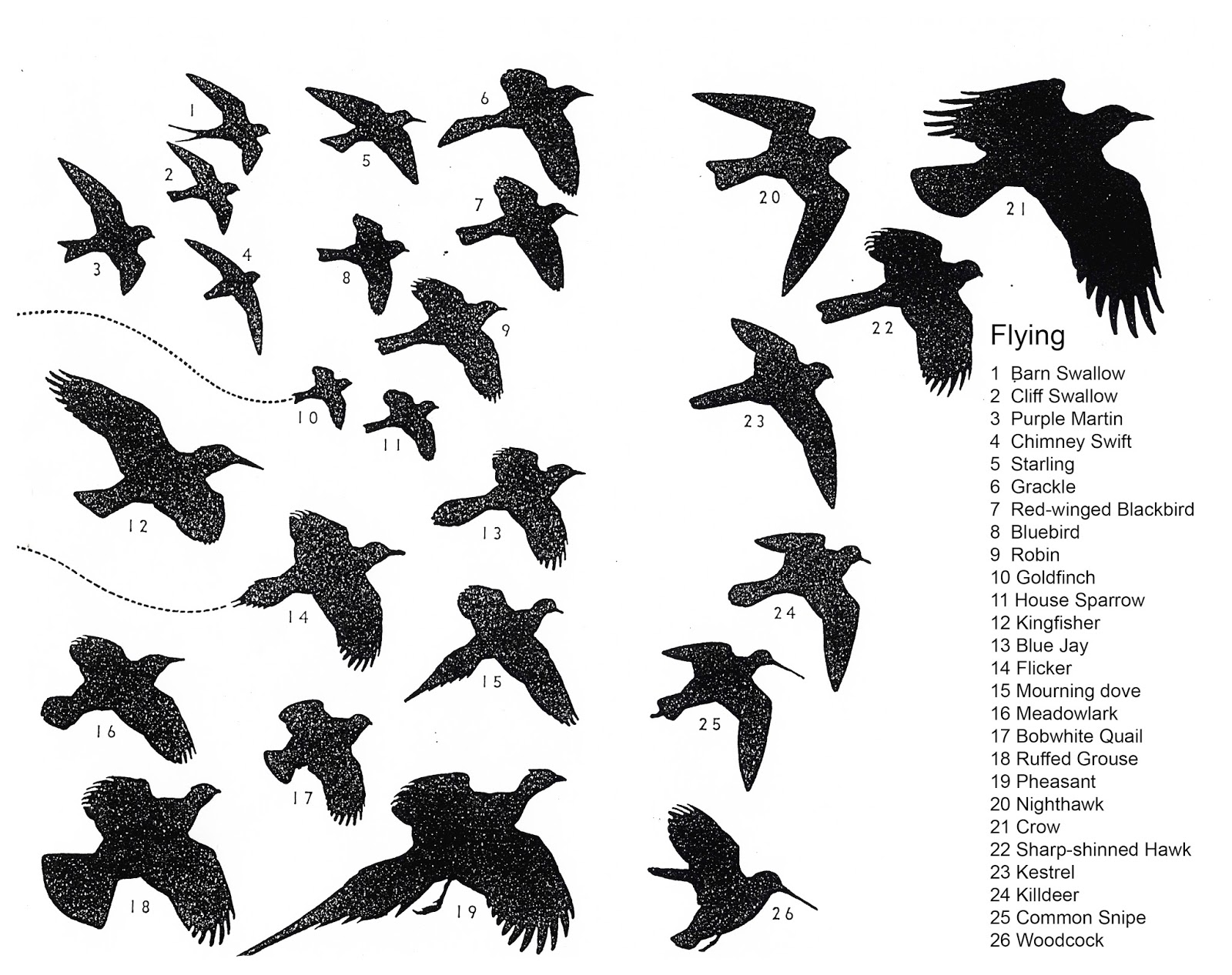 QuestX: Bird Silhouette Identification Sheets