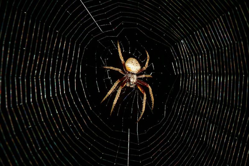 New Vampiro Brasil: Ananasi - Dons Oficiais - Tradução