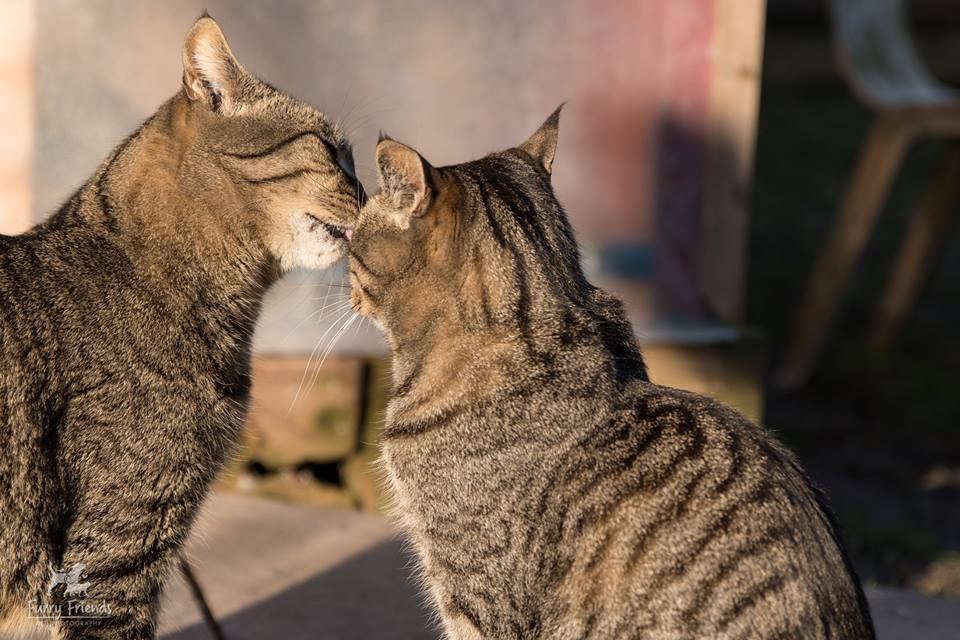 The Neko Files - A RAPS Journal and Scrapbook: Kitty Cuddles