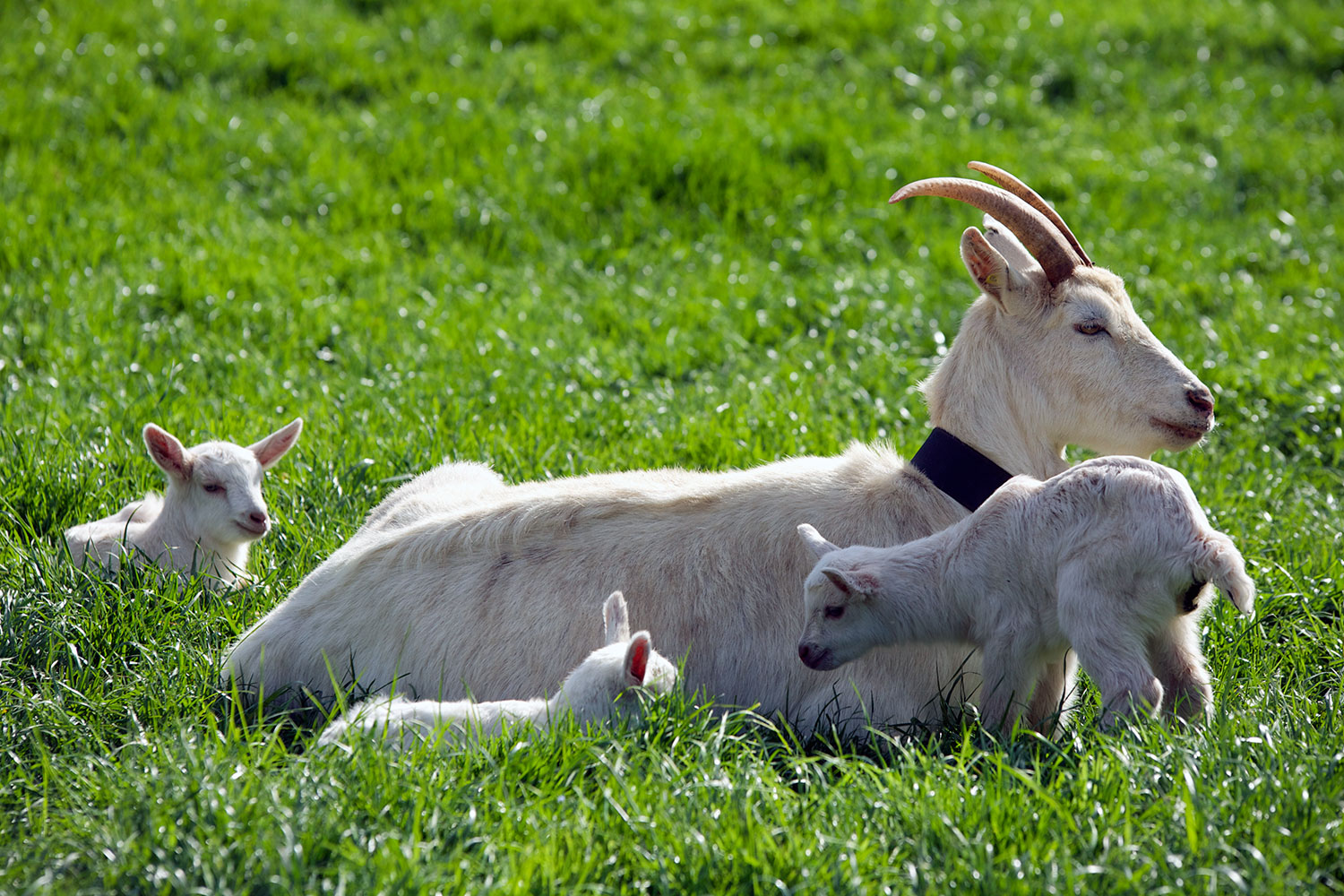 W.K.P: Les mammifères quadrupèdes purs - Chèvre, Bouc et chevreau
