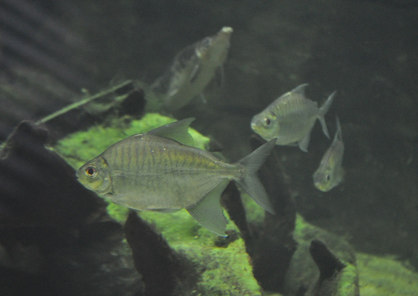 ZOOTOGRAFIANDO (6.100 ANIMALS): PACÚ OVEJA / SHEEP-PACU (Acnodon normani)