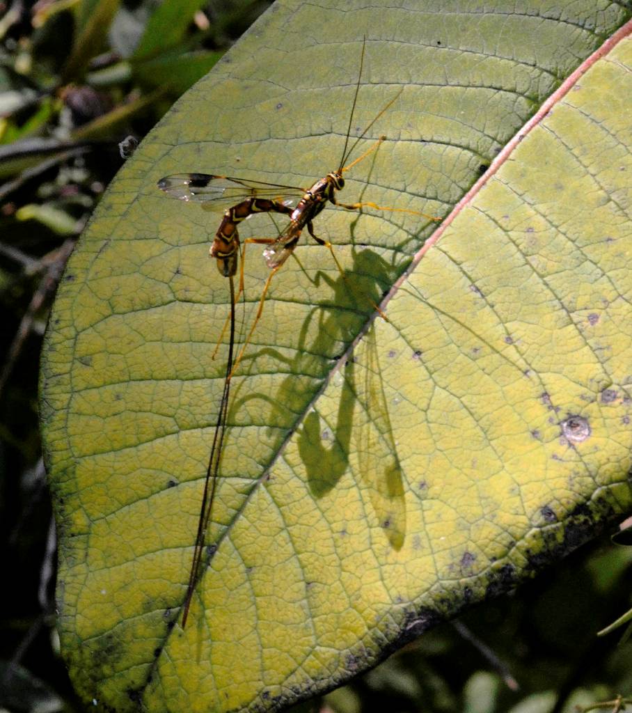 The Giant Ichneumon Wasp – Stump Stabber Extraordinaire ~ Kuriositas
