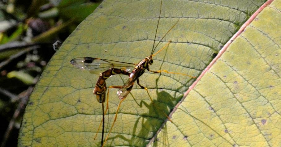 The Giant Ichneumon Wasp – Stump Stabber Extraordinaire ~ Kuriositas