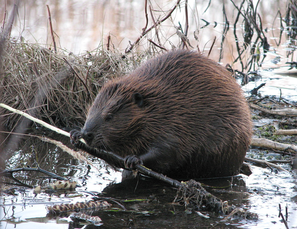 EUROPA - O Último Reduto - "Nasci Para Ser Selvagem"