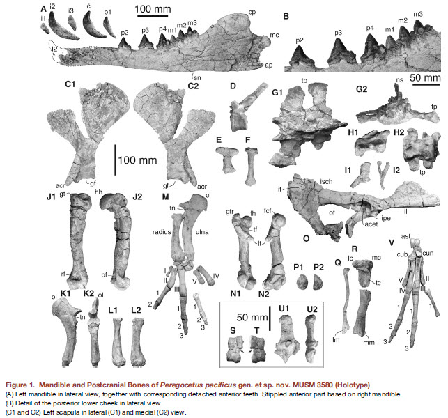 El Pensieve de Dinorider: Peregocetus pacificus, ballena de tierra y ...