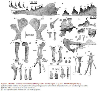 El Pensieve de Dinorider: Peregocetus pacificus, ballena de tierra y ...