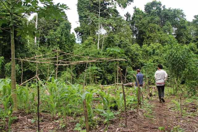 Land for veggies: Costa Rica