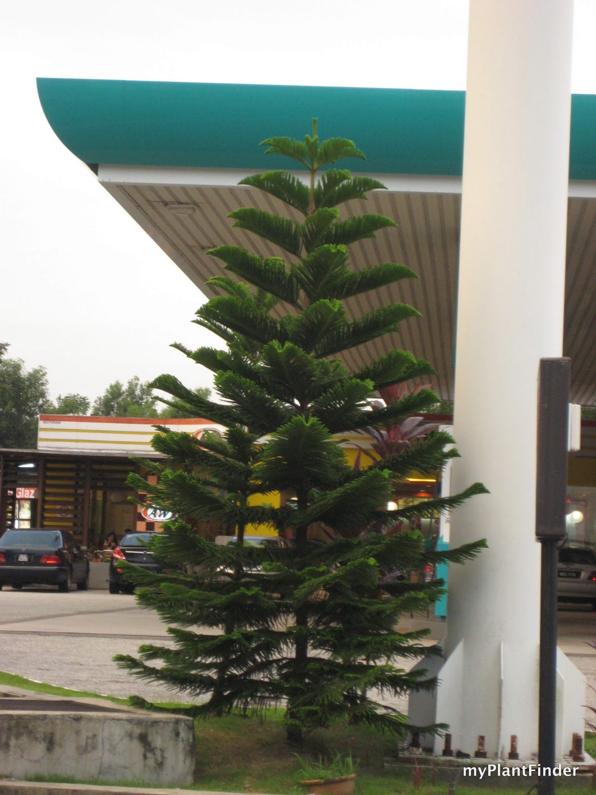 MY PLANT FINDER | Plant Guide: Araucaria heterophylla