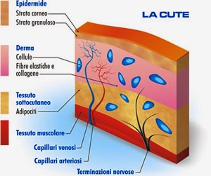 ArteNaturaTrico: Anatomia della Cute e del Capello