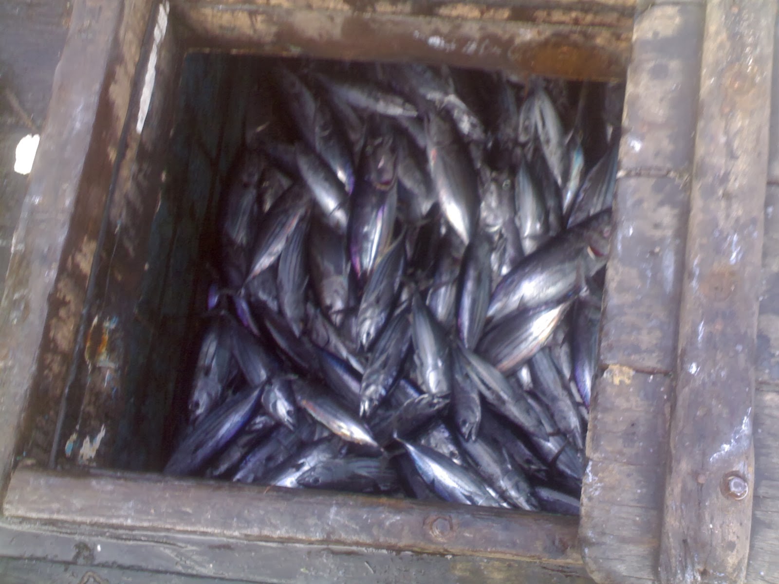 PENANGANAN IKAN DI KAPAL - Lalaukan