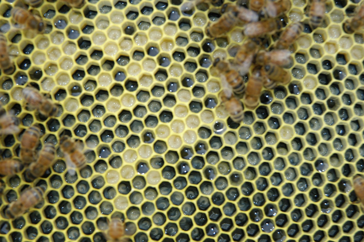 What Should I Be Doing With My Bees This Month What Do Eggs Look Like what-should-i-be-doing-with-my-bees-this-month-what-do-eggs-look-like