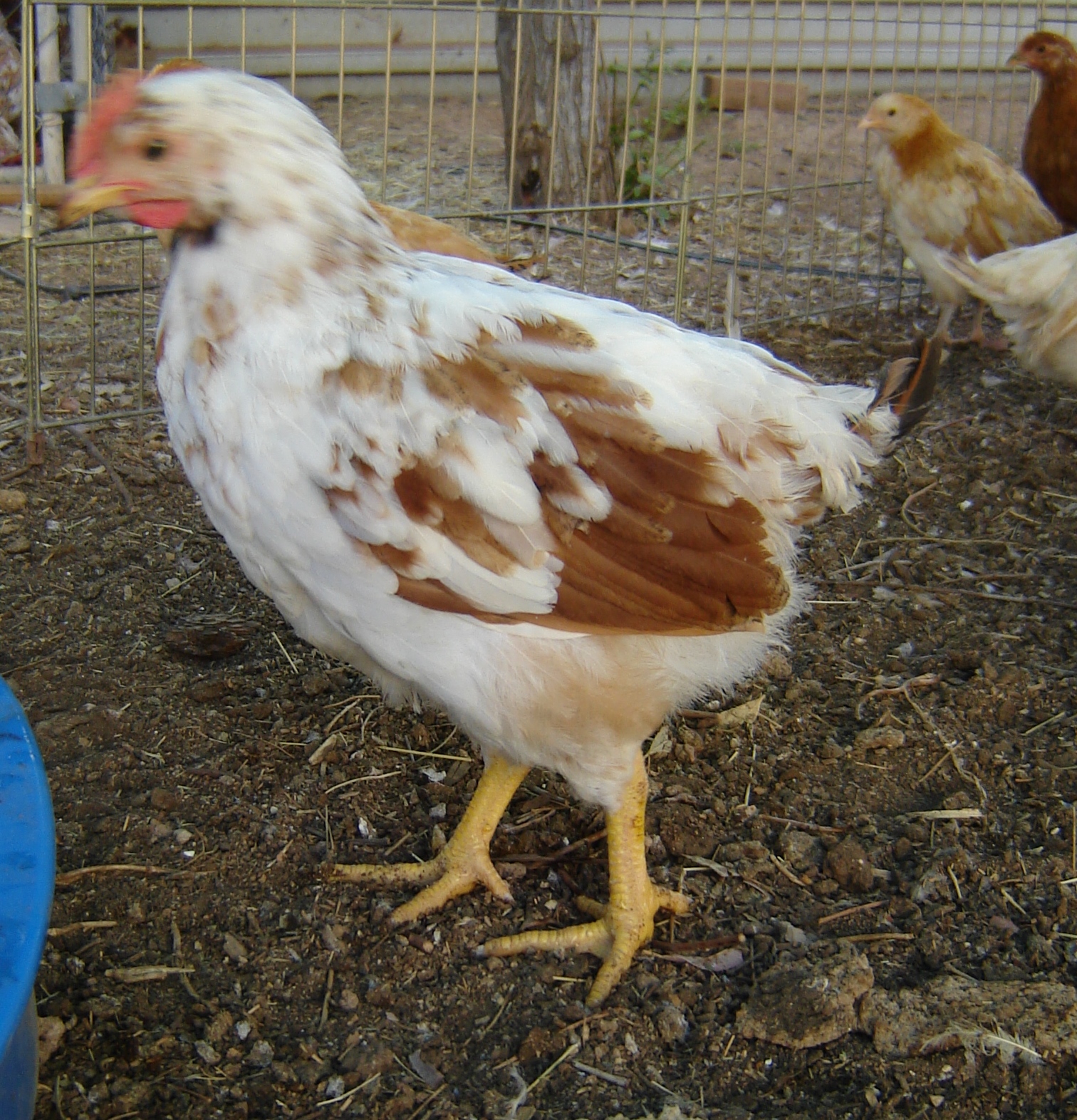 Aloha Chickens: Little Yellow Legs Babies