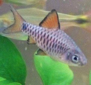 Aquarium Fish: Checker Barb