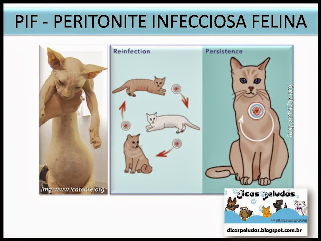 DICAS PELUDAS: PIF - PERITONITE INFECCIOSA FELINA