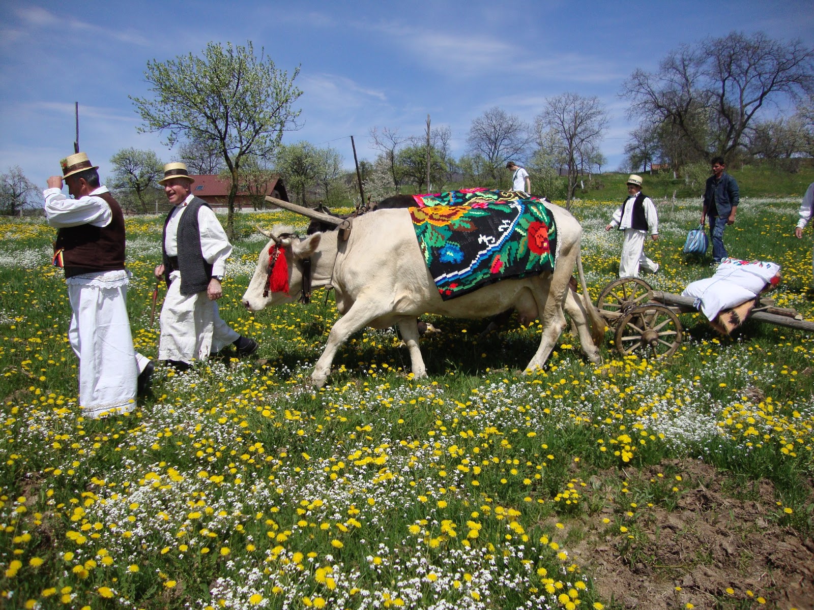 TUDOR PHOTO BLOG: Maramures Plai cu Flori - Romania,Europa