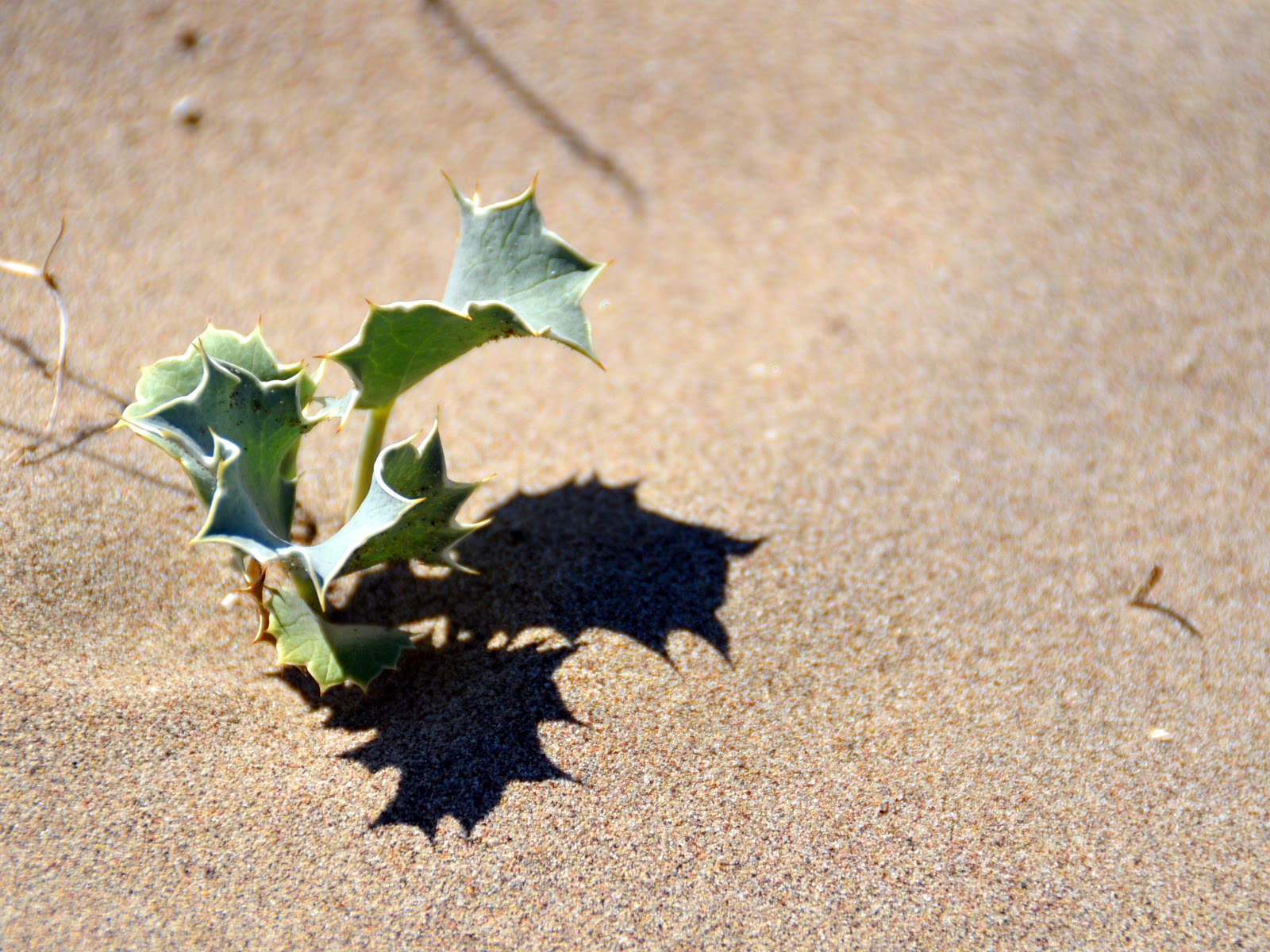 Jurnal de gradina: Flora Graeca - Scaieti comestibili