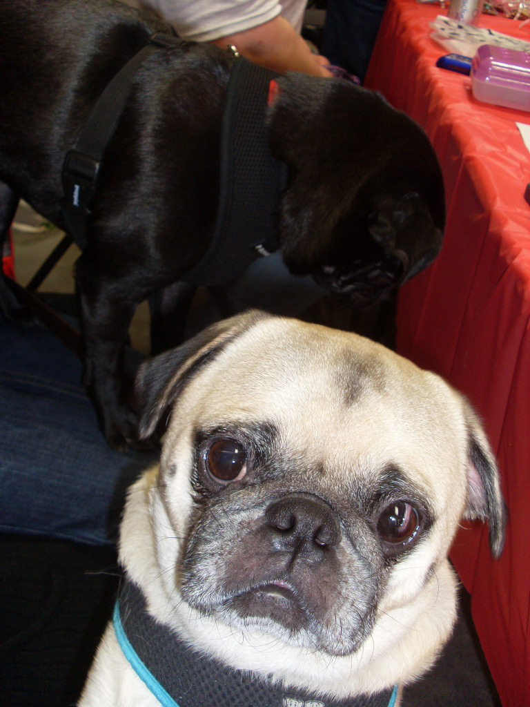 Apollo - The Adventure Pug: KPR's "March in the Pugs" Event