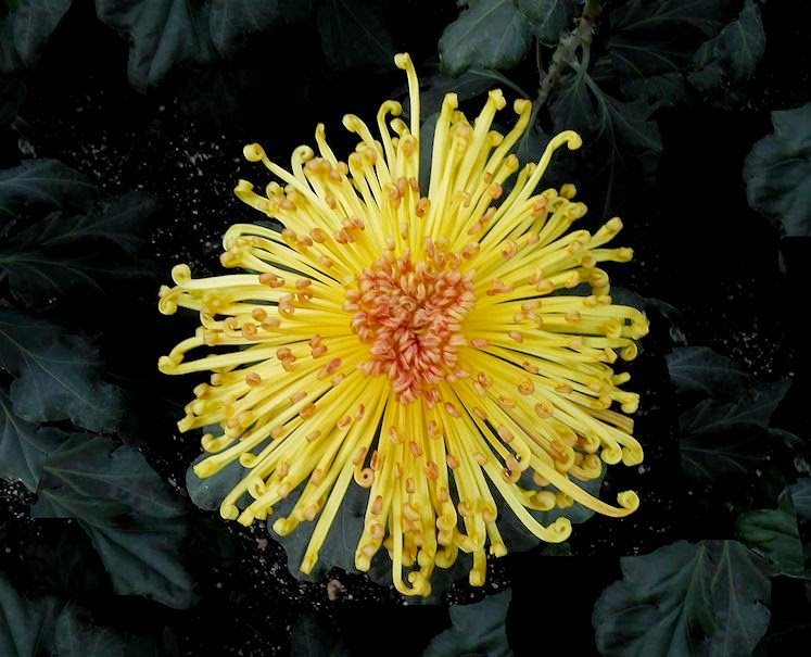 My Virtual Garden 2: Mum Day