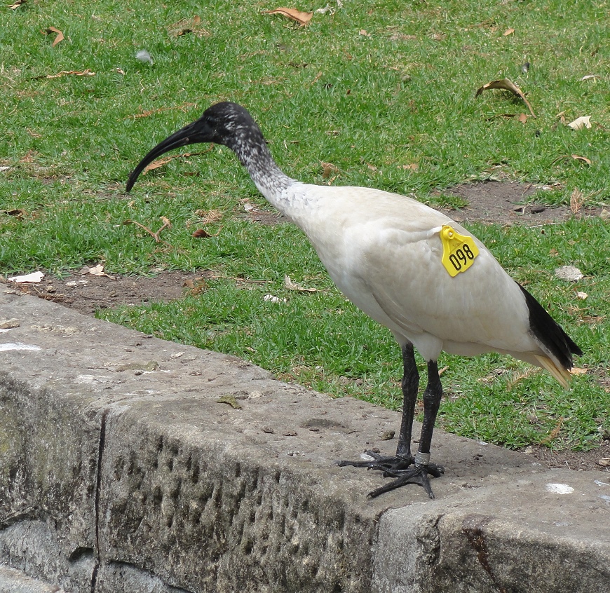 Snap Happy Birding: Australian White Ibis