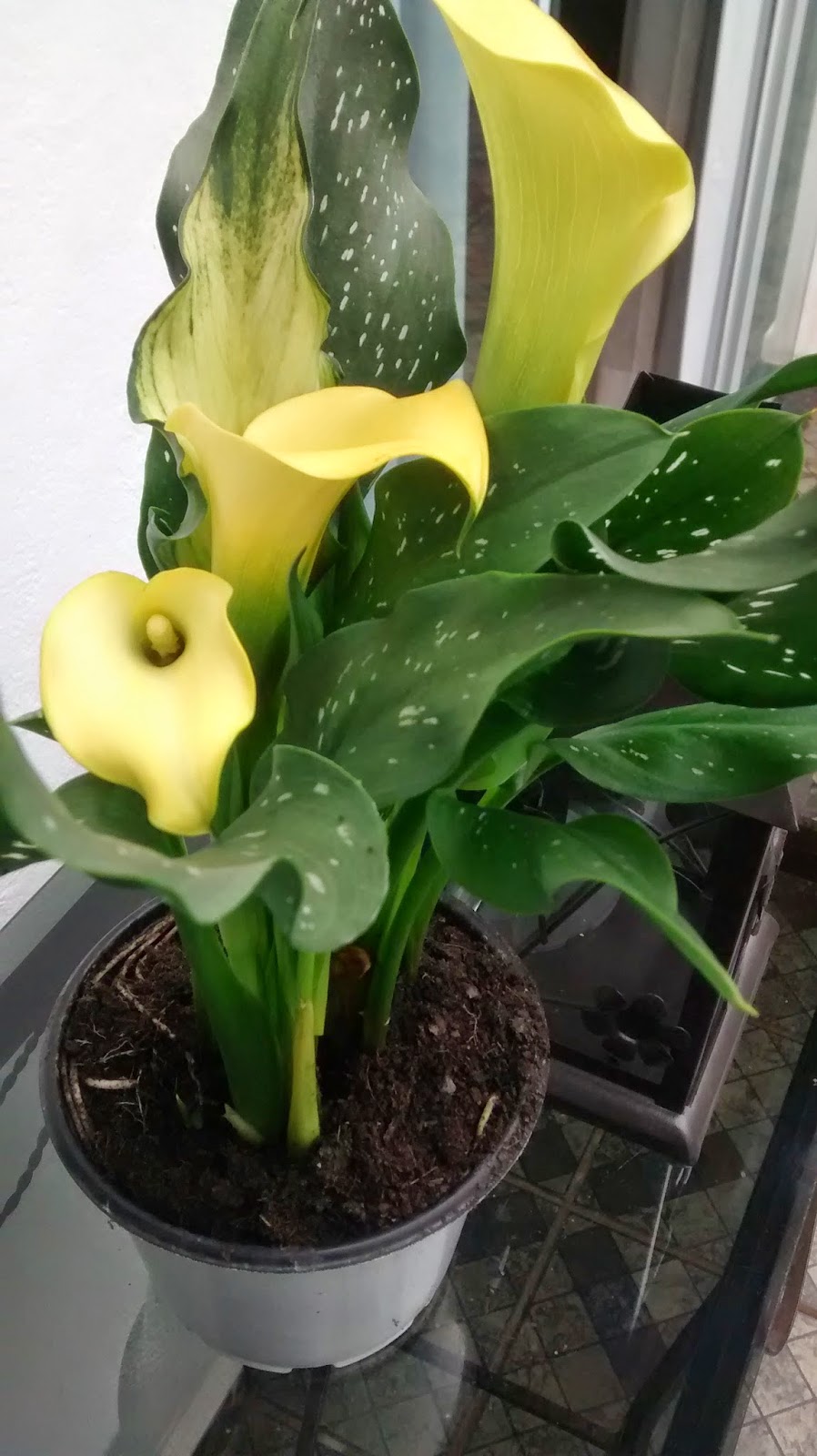 Jardinagem dia a dia: PLANTA MAJESTOSA E SOFISTICADA - CALLA