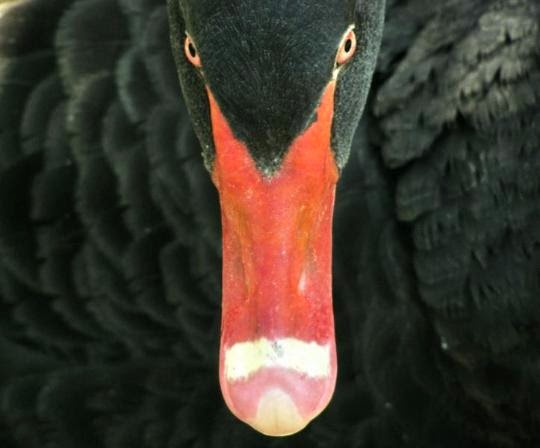 Lazyclip: Sort svane