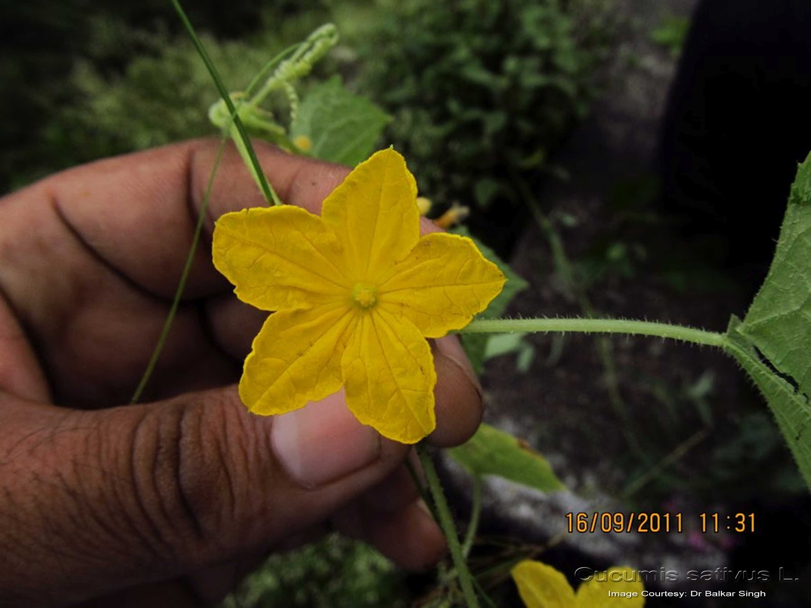 Medicinal Plants: Cucumis sativus Khira Dosa Vellari cucumber