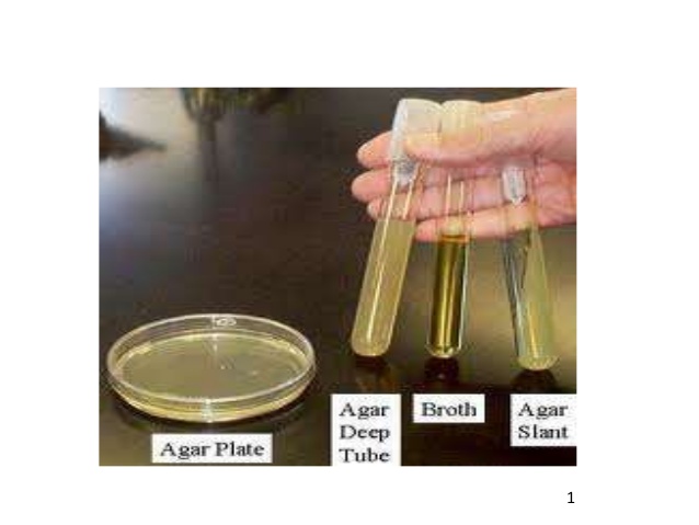 Media Pertumbuhan (Buatan) Mikrobiologi - Mydokterhewan