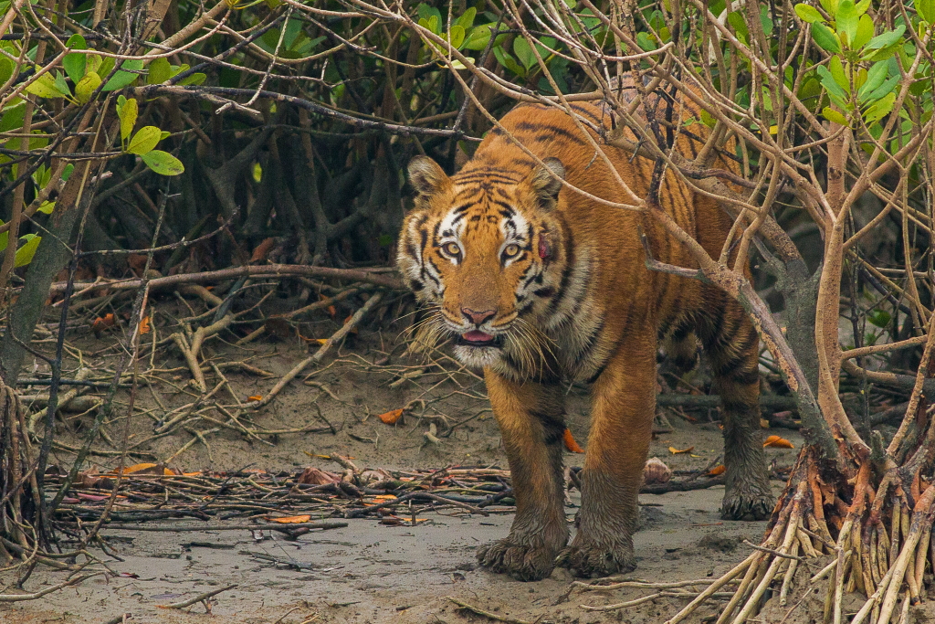 Indian Sundarban: An in-depth understanding: Epic tiger sighting at ...