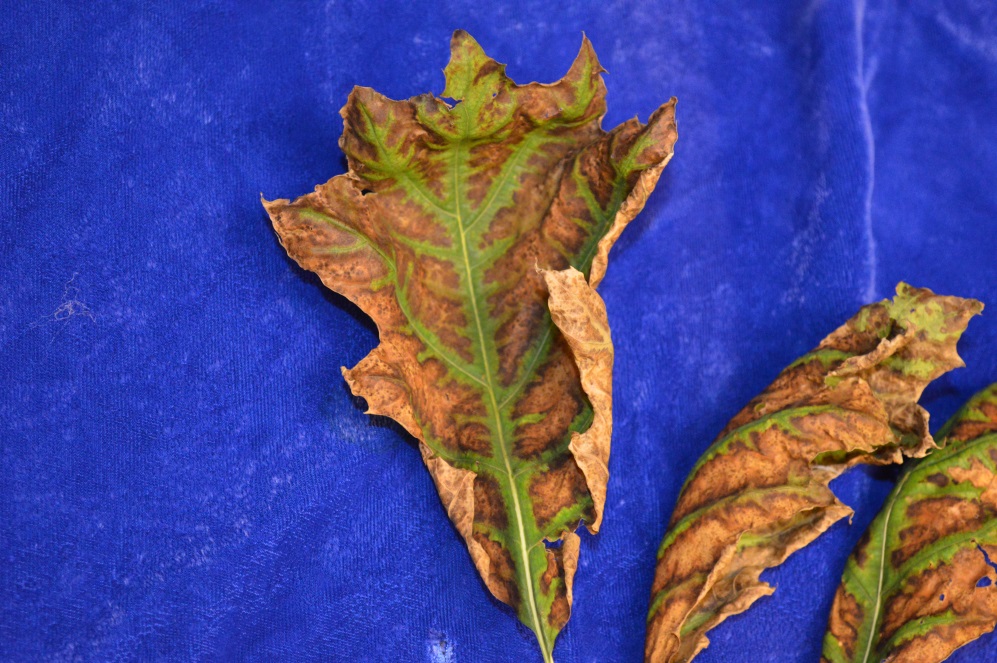 University of Illinois Plant Clinic: U of I Tree Disease and Pest ...