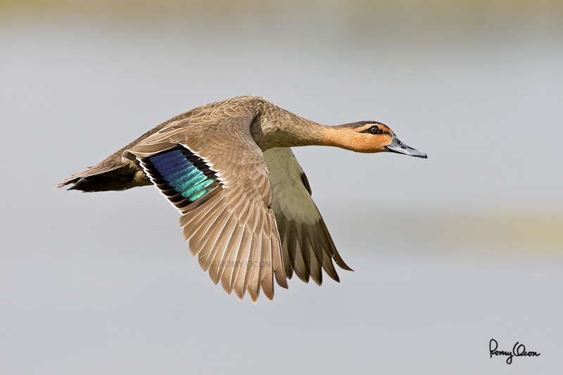 Romy Ocon's Wild Birds of the Philippines: Philippine Duck in flight