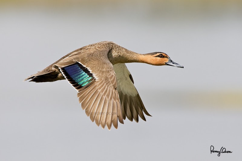 Romy Ocon's Wild Birds of the Philippines: Philippine Duck in flight