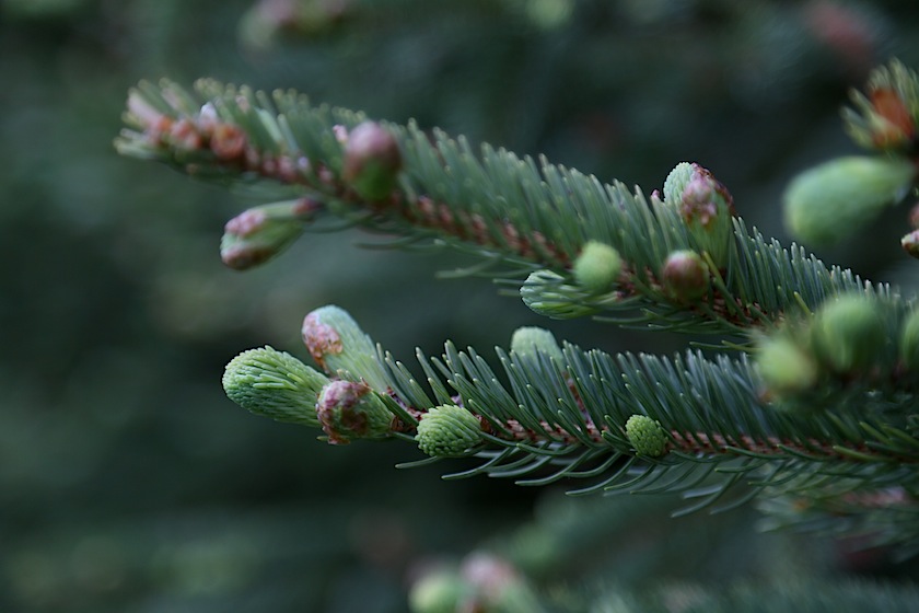 Kitchen Vignettes by Aubergine: Spruce Tip Jelly!