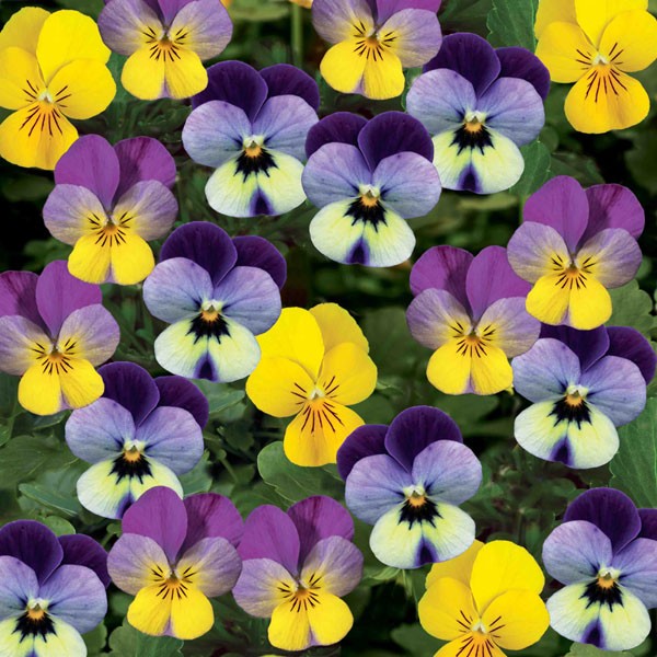 cerca viva em brasilia sansão do campo: semente de Amor perfeito flor ...