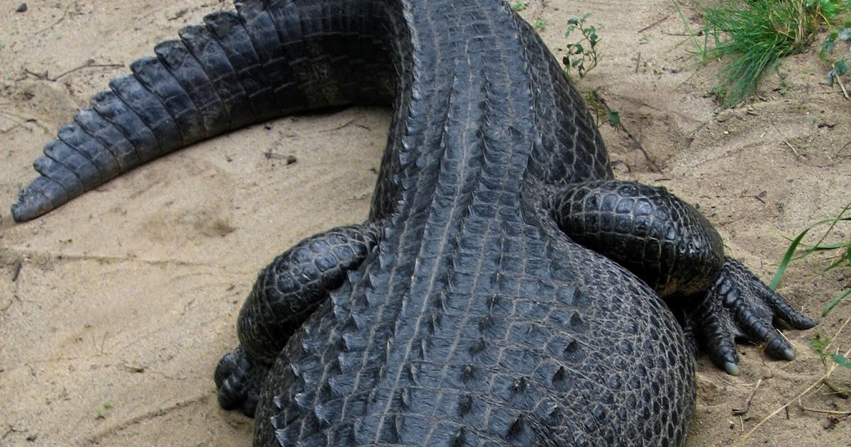 Abe's Animals: Alligator species