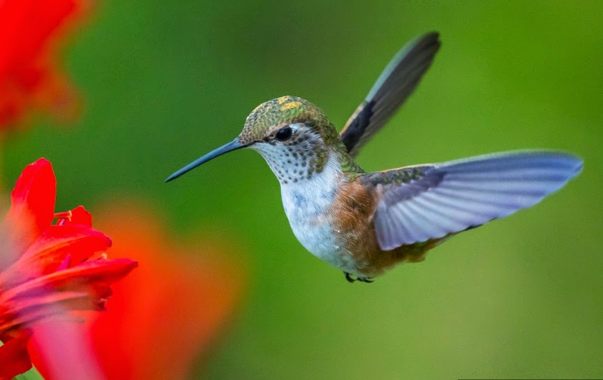 Hummingbird feeding their babies