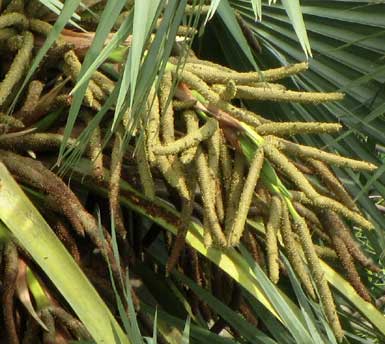 Nandanvan: Palmyra Palm (Borassus flabellifer)