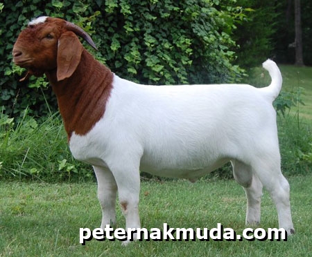 Prospek Usaha Kambing boer yang sangat menjanjikan - Elinotes review