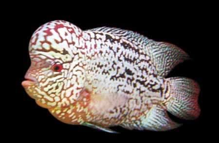 Flowerhorn The Hybrid Cichlids: Budidaya Ikan Louhan