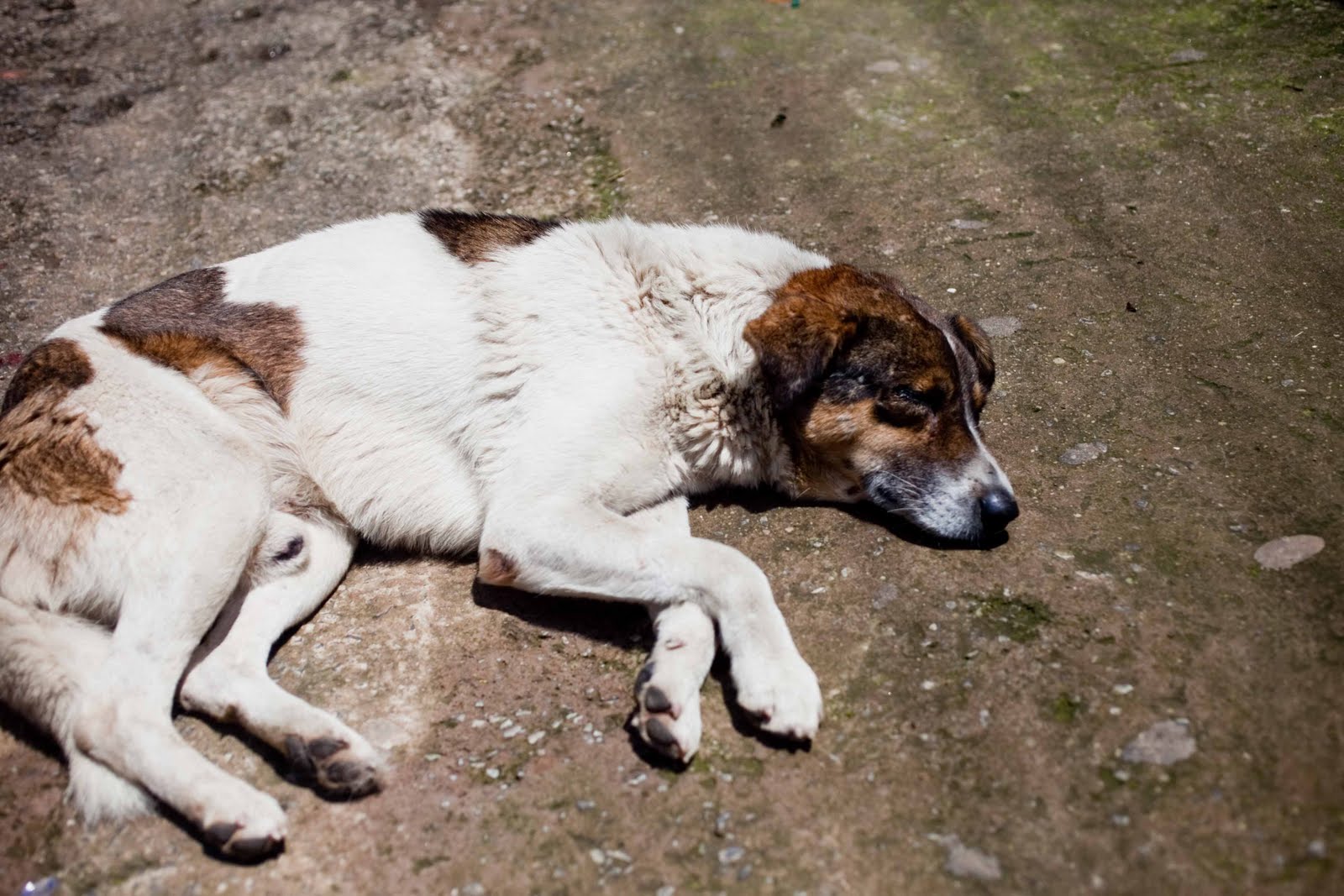 that tiny photographer: Souvenirs from Ethiopia/ 26. one type of dog