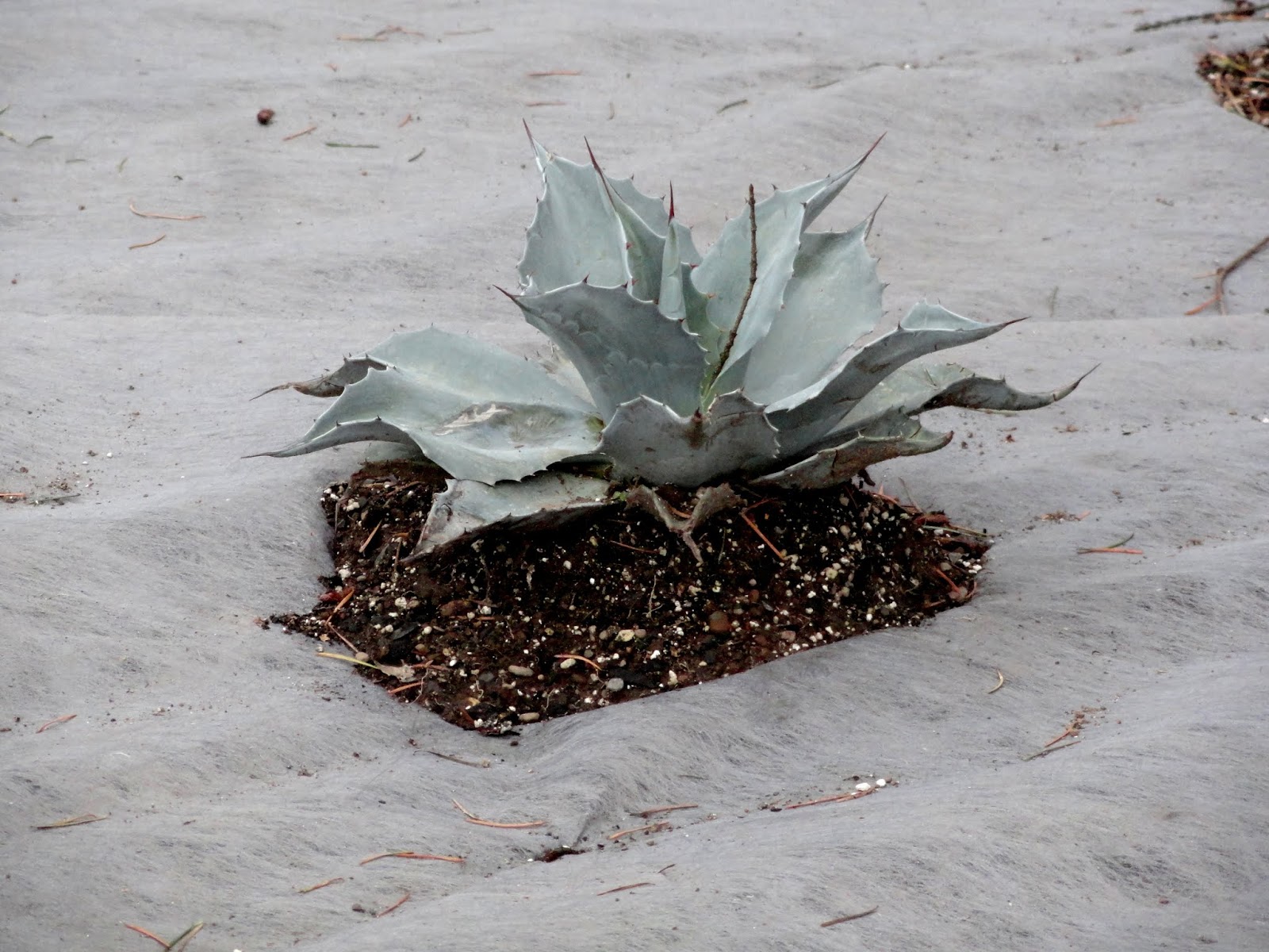 danger garden: This feels familiar...