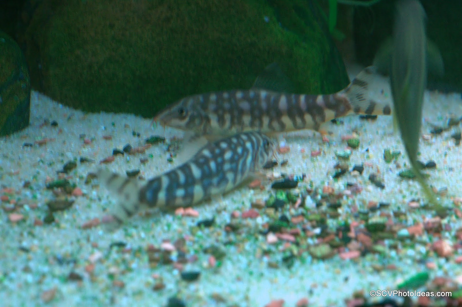S.C.V. Aquascaping Ideas: Zebra Loach - Botia Striata and Twin Banded ...