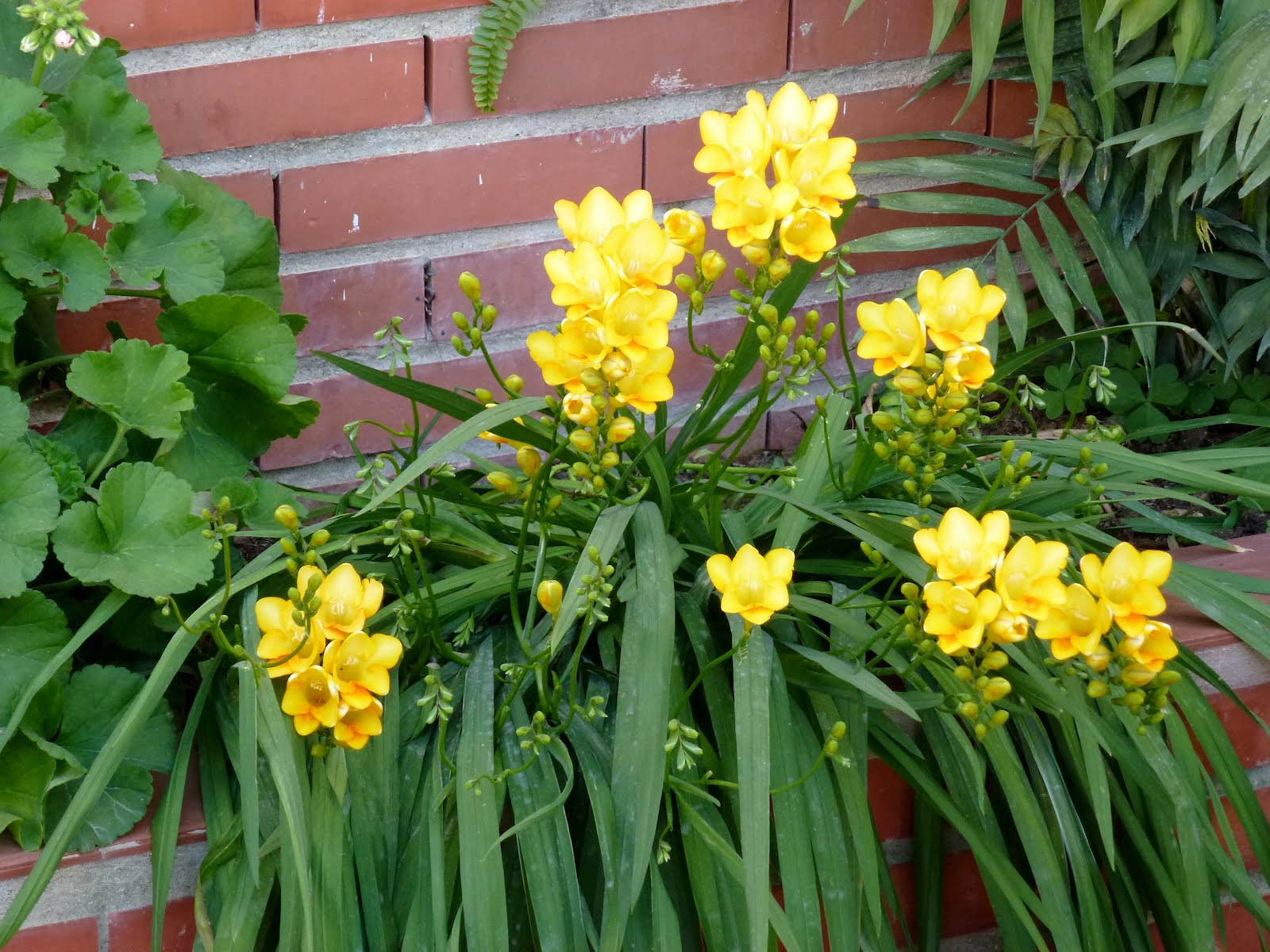 Olvera diary: La primavera ya llegó - Spring has arrived