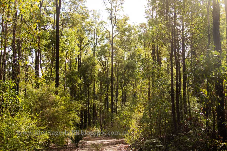 Life Images by Jill: Down in the woods today.... in the Western ...