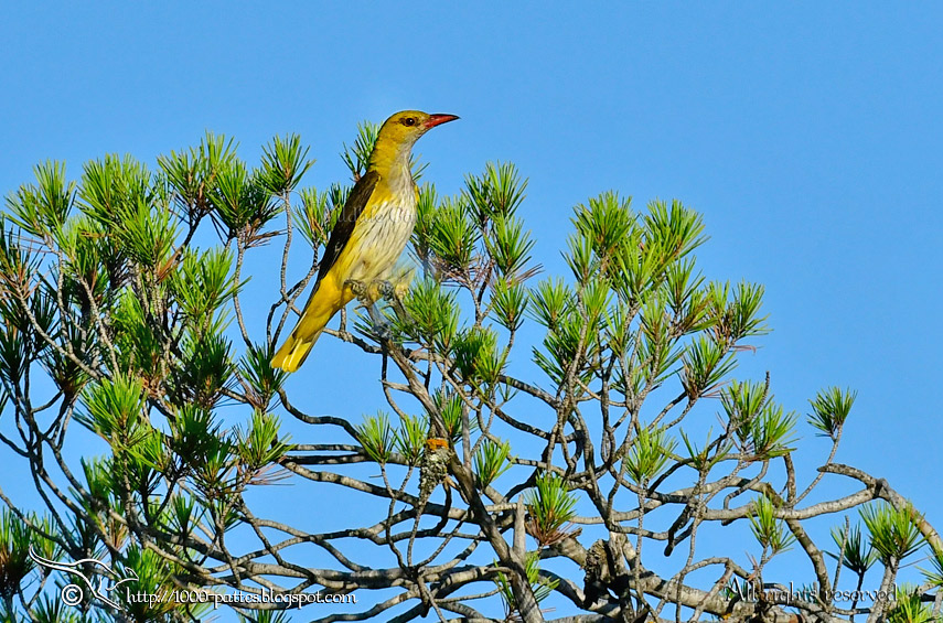 WILDLIFE GATEWAY: Le LORIOT d'EUROPE