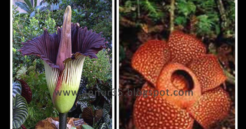 47 Gambar Bunga Animasi - Riset