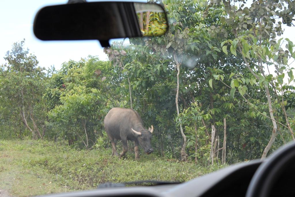O Novo Selvagem: Animais domésticos de Timor-Leste