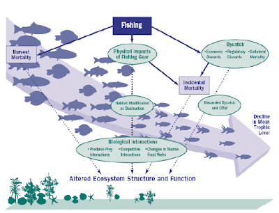 Sea Illumination: Overexploitation